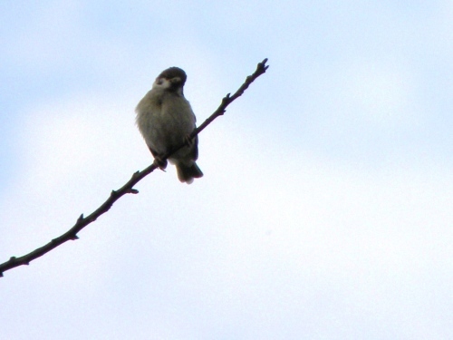 雀の親子 2009-07-10: 花鳥風・・猫